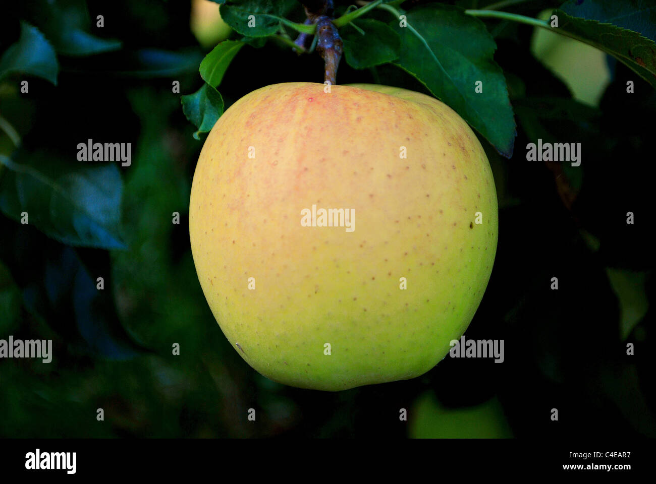 yellow apples in the field Stock Photo - Alamy