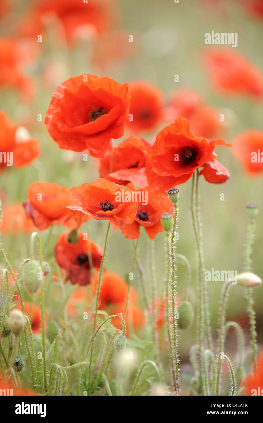 wildflowers growing on farm land Stock Photo - Alamy