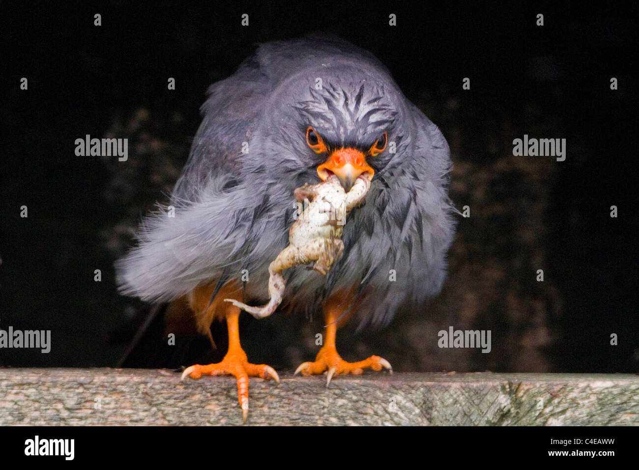 Red-footed Falcon, male with frog in mouth Stock Photo - Alamy
