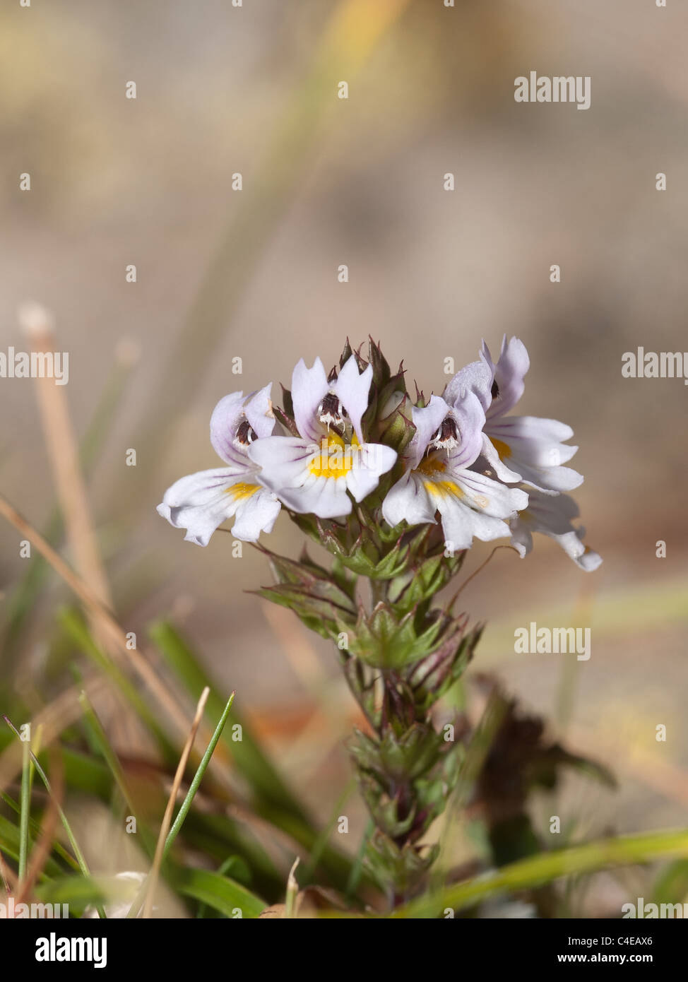 Euphrasia, alpina eyebright, vertical portrait of flowers Stock Photo ...