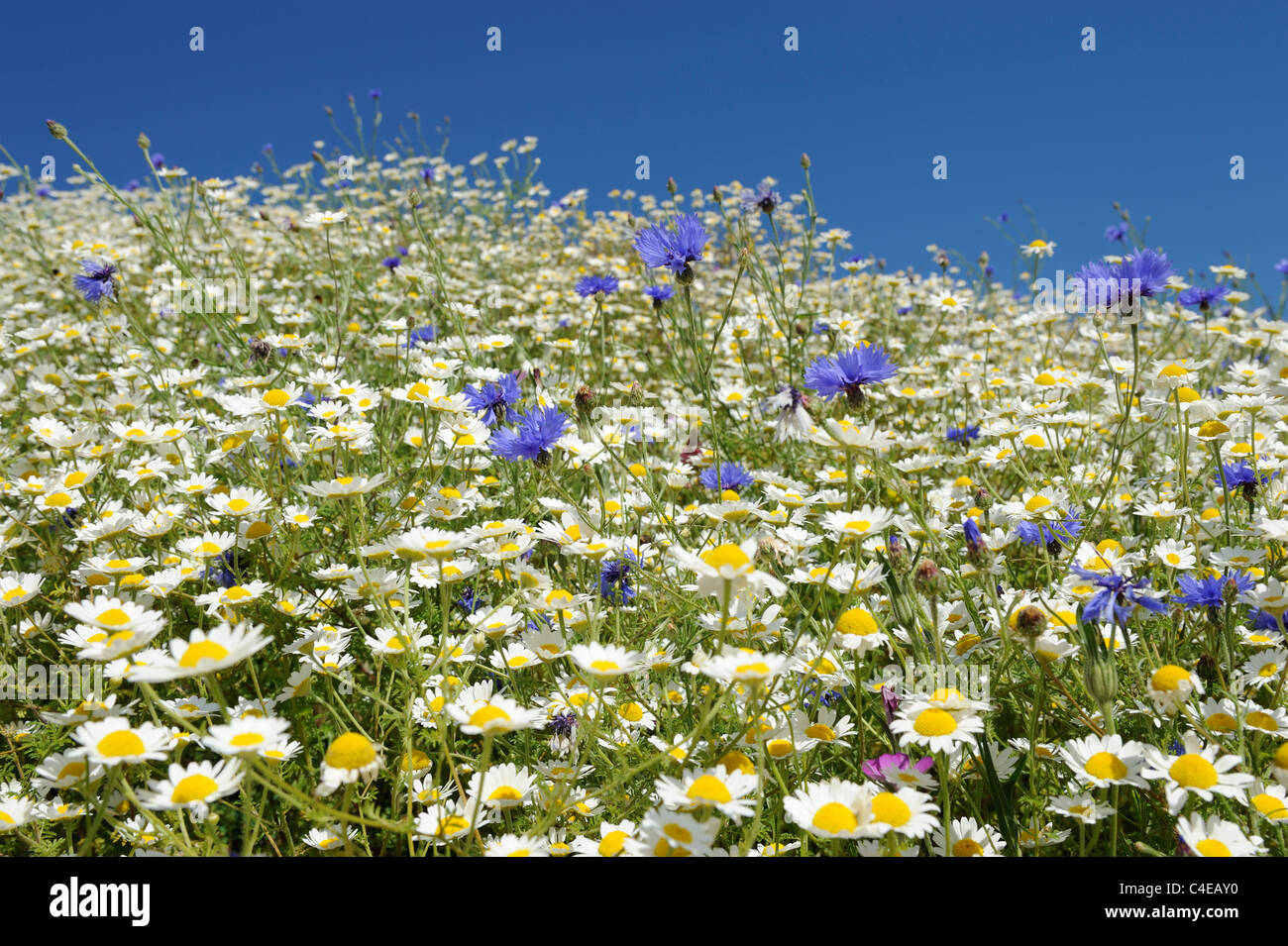 wildflowers growing on farm land Stock Photo - Alamy