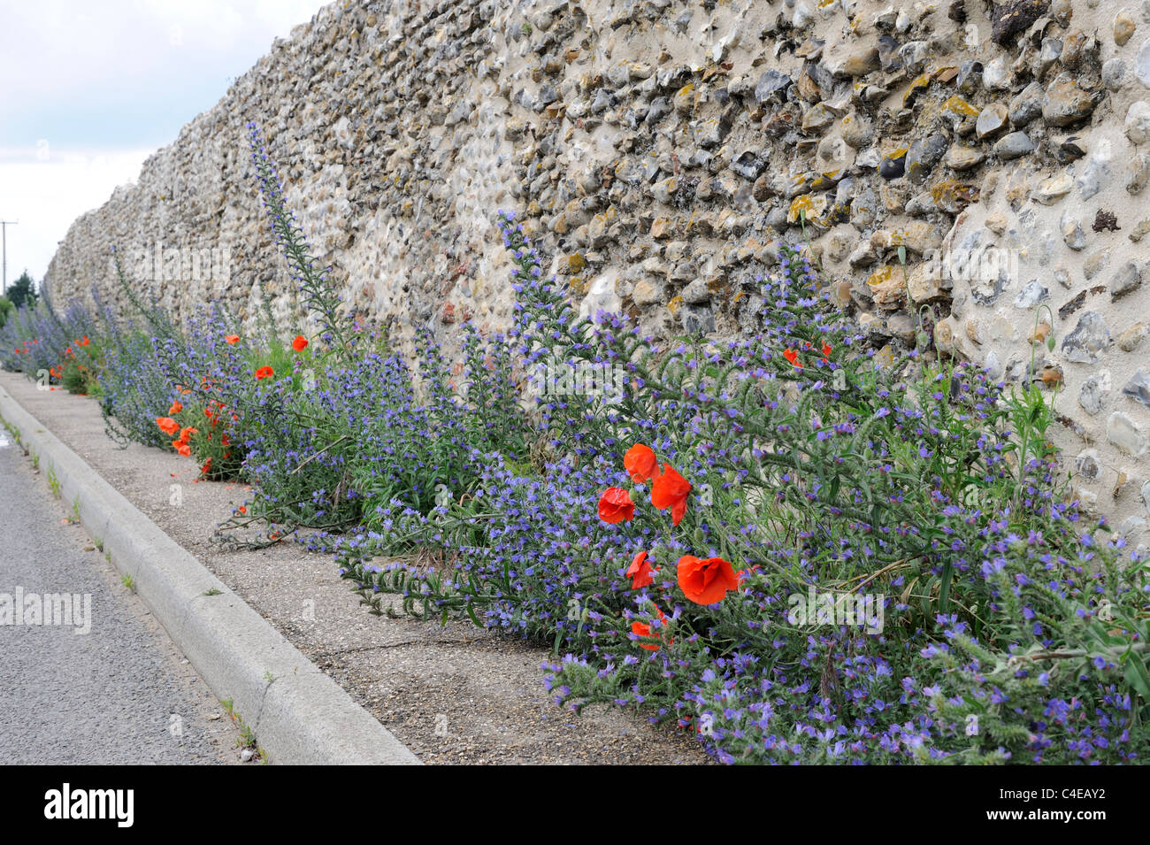 wildflowers growing on farm land Stock Photo - Alamy