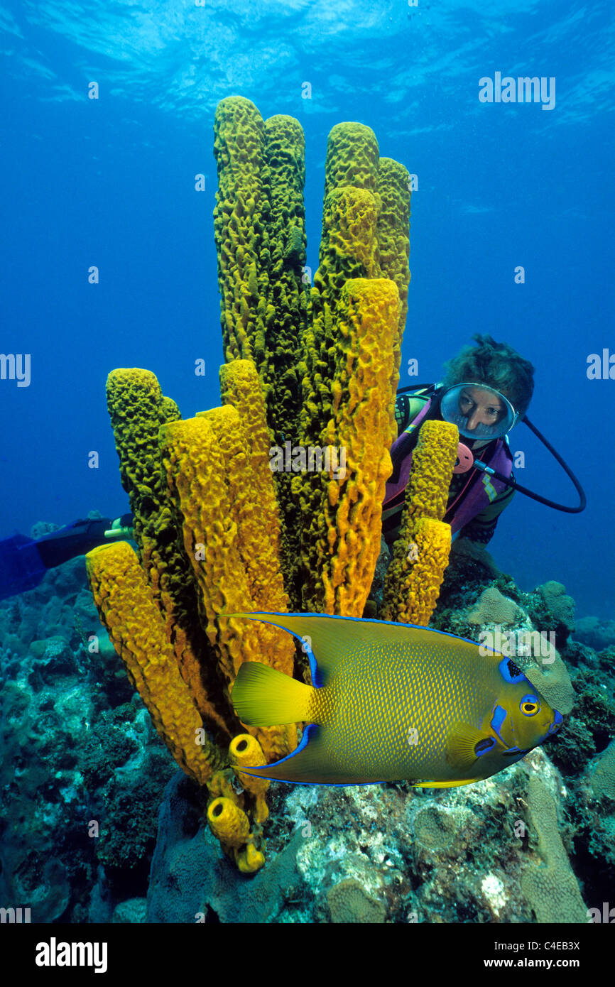 Underwater scuba colourful fish High Resolution Stock Photography and ...