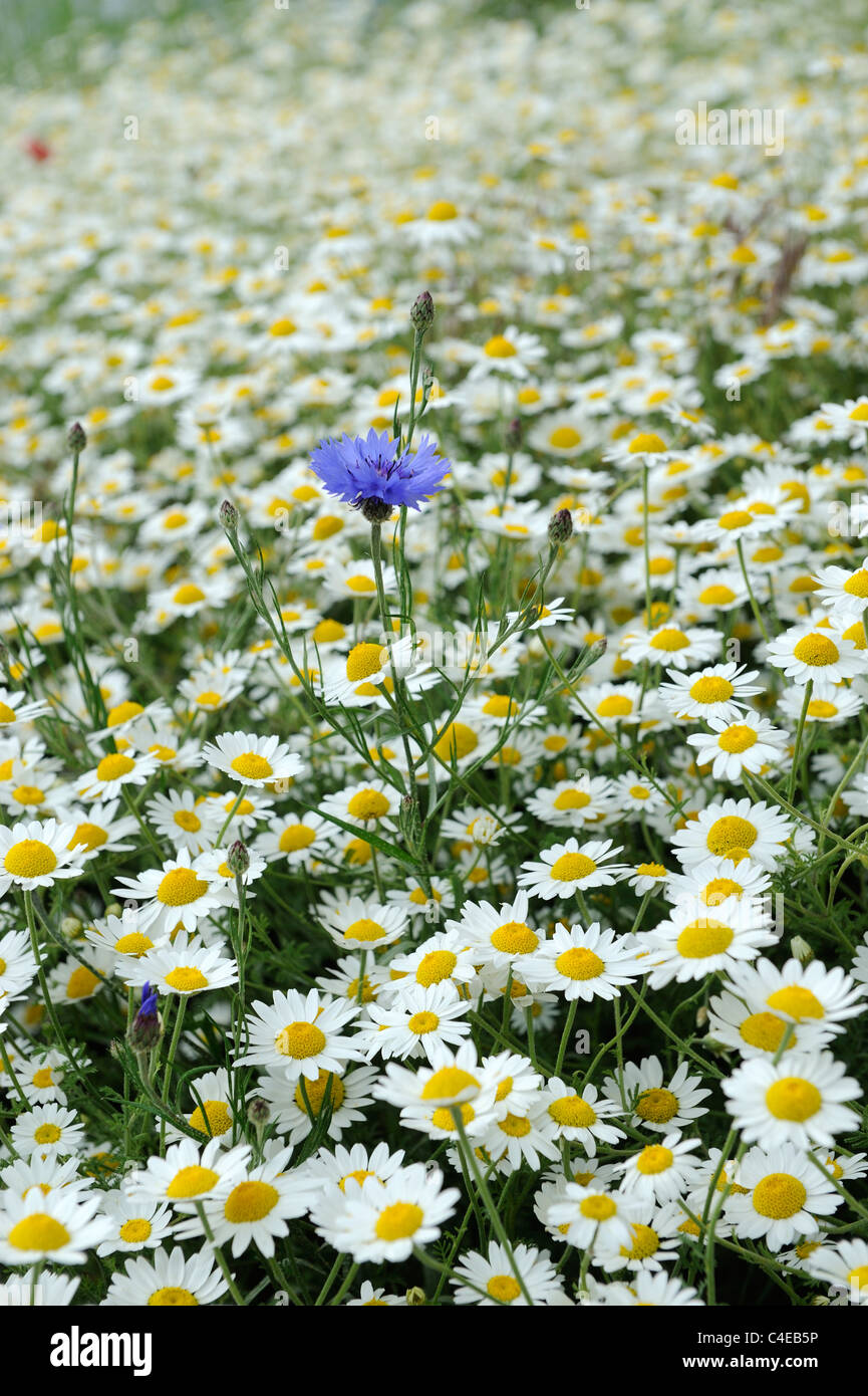 wildflowers growing on farm land Stock Photo - Alamy