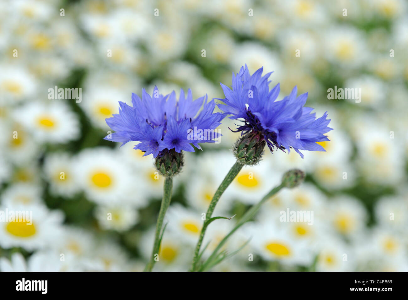 wildflowers growing on farm land Stock Photo - Alamy
