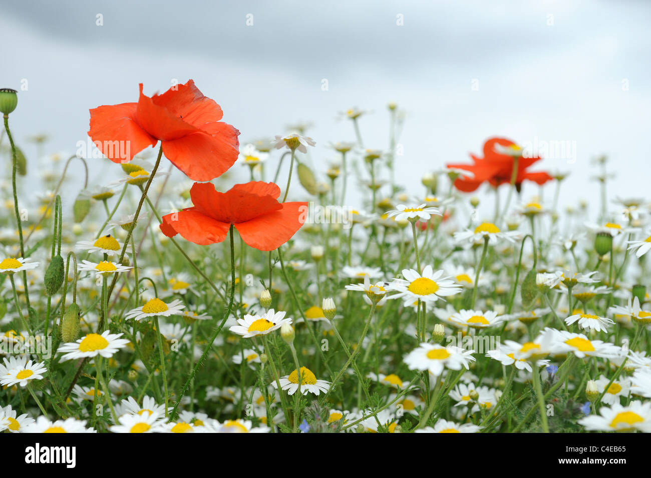 wildflowers growing on farm land Stock Photo - Alamy