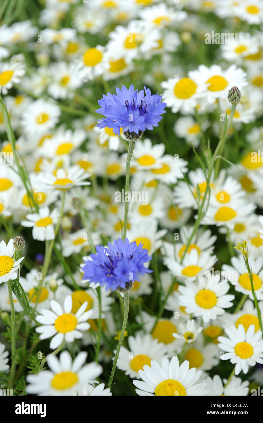wildflowers growing on farm land Stock Photo - Alamy