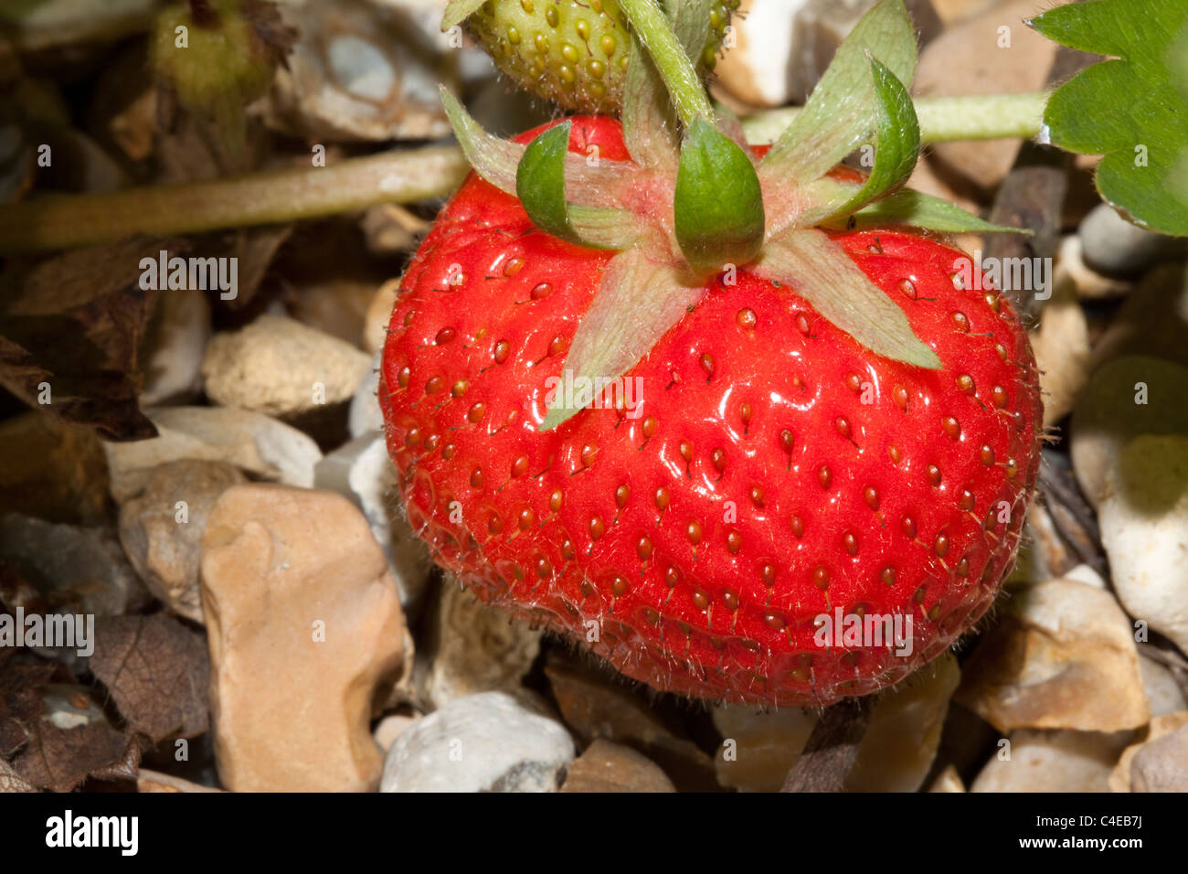 Strawberry kent hi-res stock photography and images - Alamy