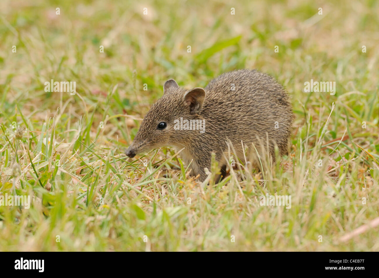 Southern Brown Bandicoot Isoodon obesulus Photographed in Tasmania ...