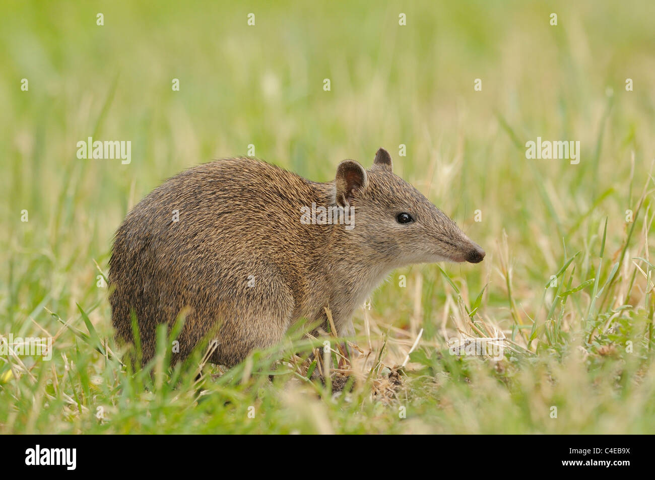 Southern Brown Bandicoot Isoodon obesulus Photographed in Tasmania ...