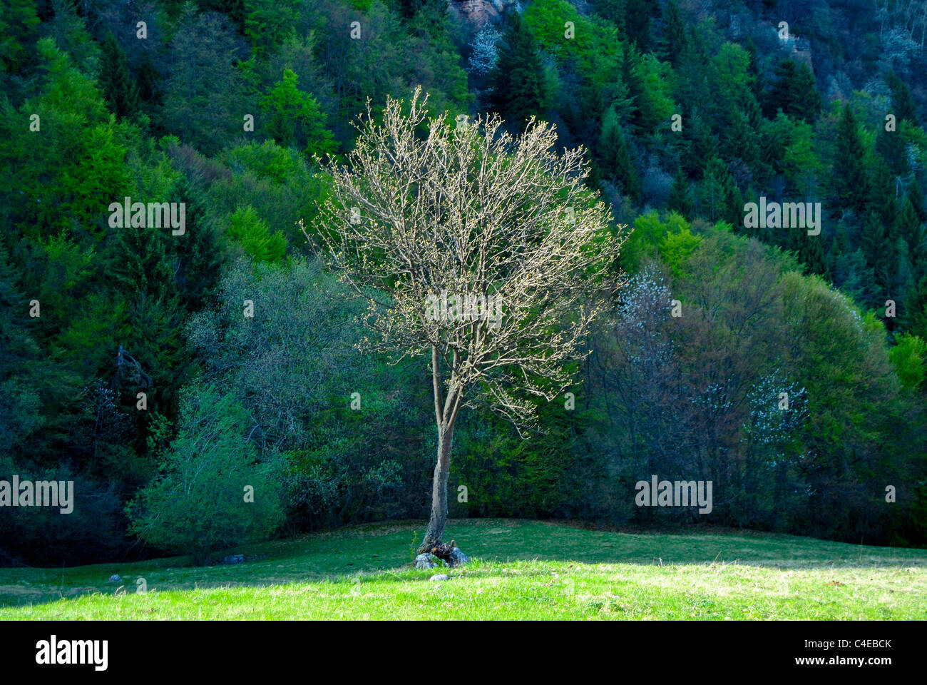 woods and meadows in the spring Stock Photo - Alamy
