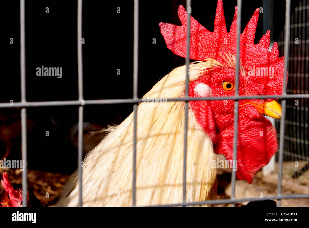 Red Rooster Portrait Stock Photo - Alamy