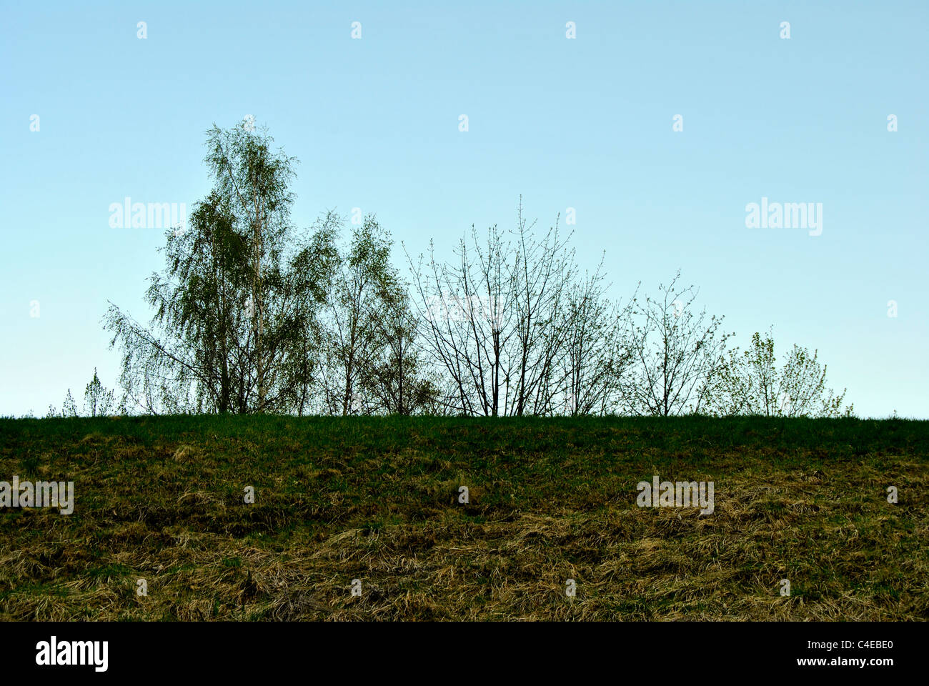 woods and meadows in the spring Stock Photo - Alamy