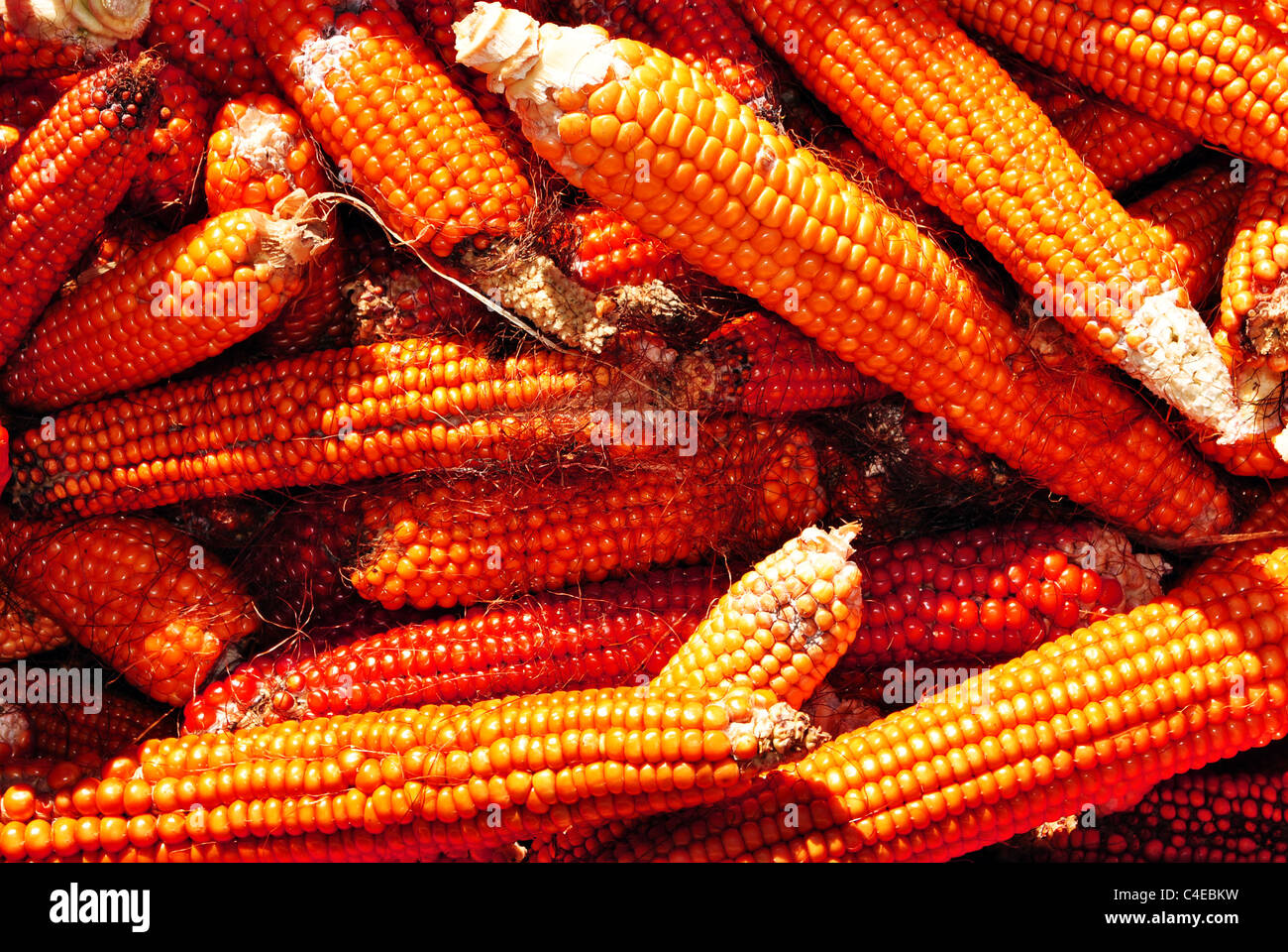 Closeup of a drying corn crop Stock Photo - Alamy