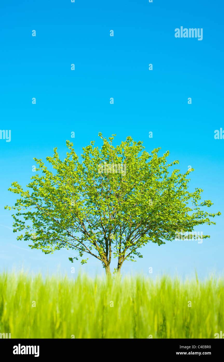 Tree and grass Stock Photo - Alamy