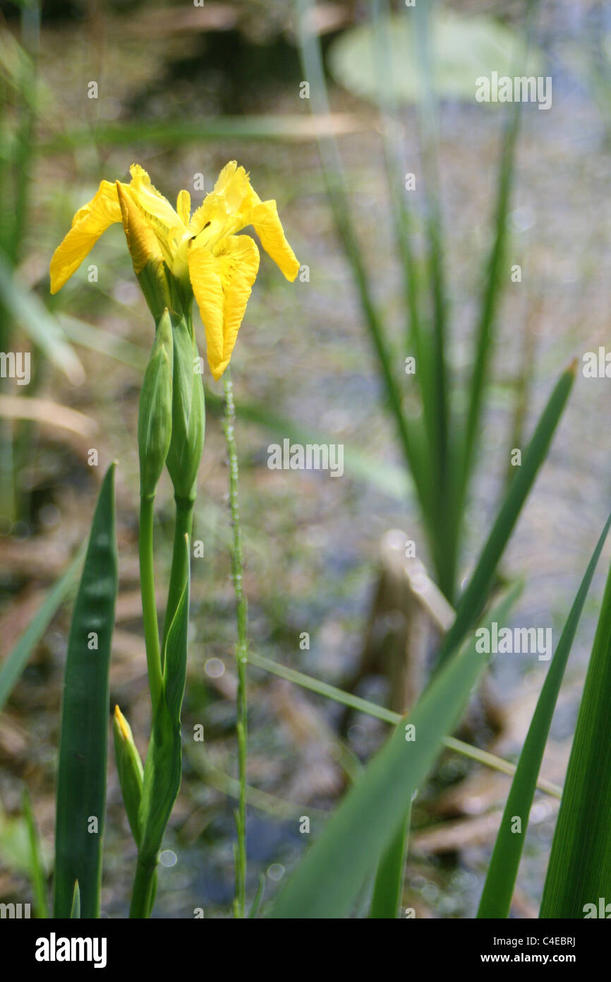 Yellow pond flower Stock Photo - Alamy
