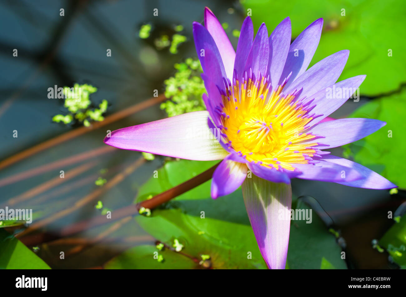Water lily closeup Stock Photo - Alamy