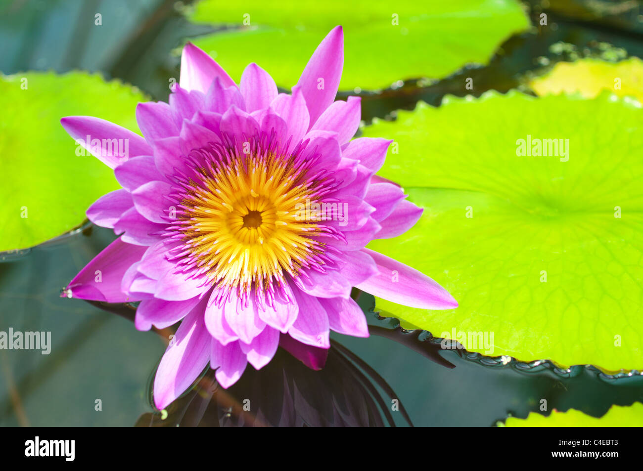 Water lily closeup Stock Photo - Alamy