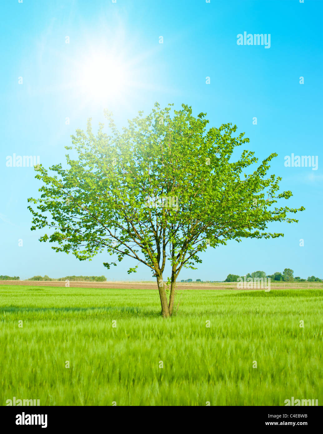 Tree and grass Stock Photo - Alamy