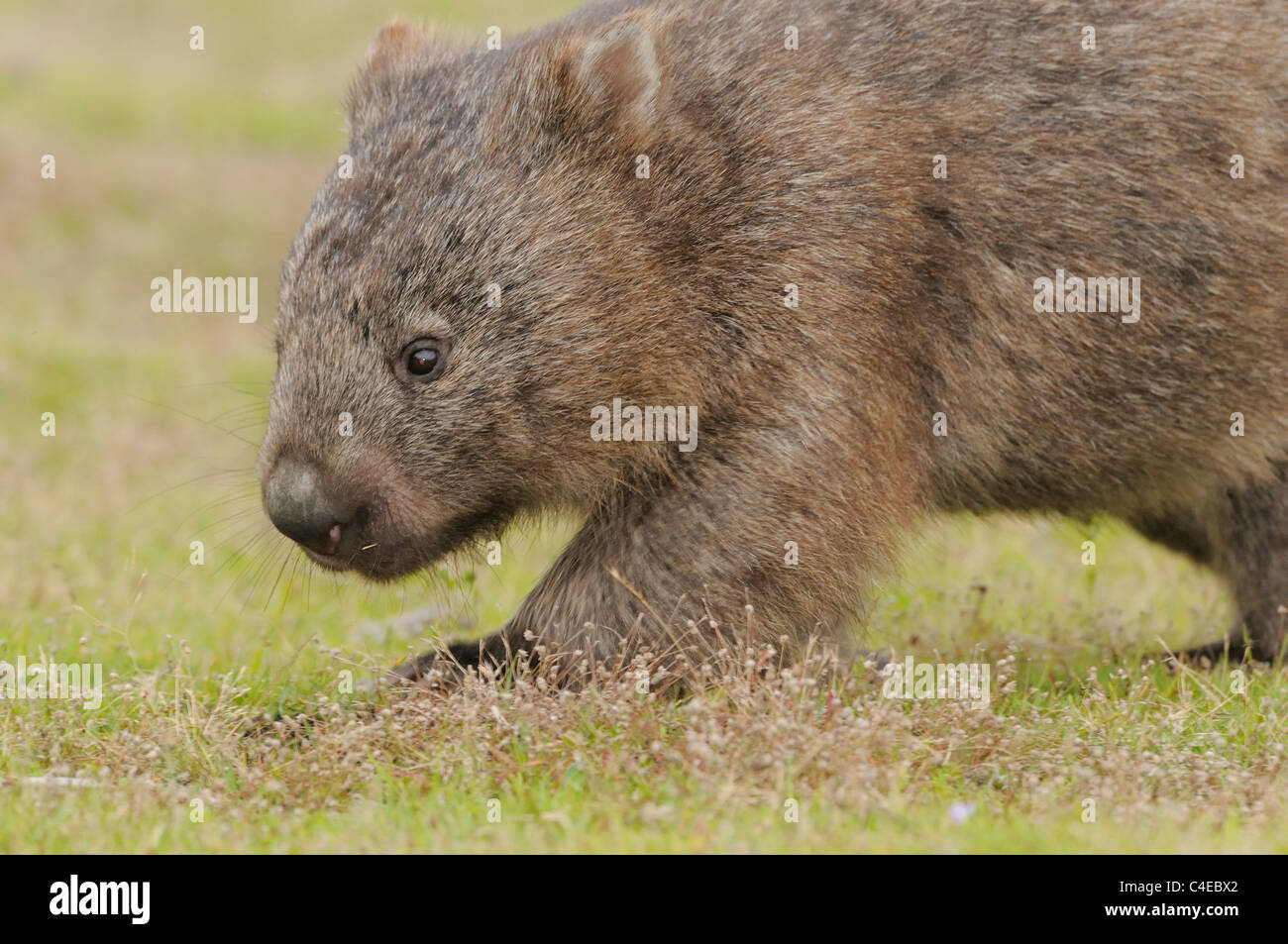 Bare-nosed Wombat (Common Wombat) Vombatus ursinus Photographed in ...