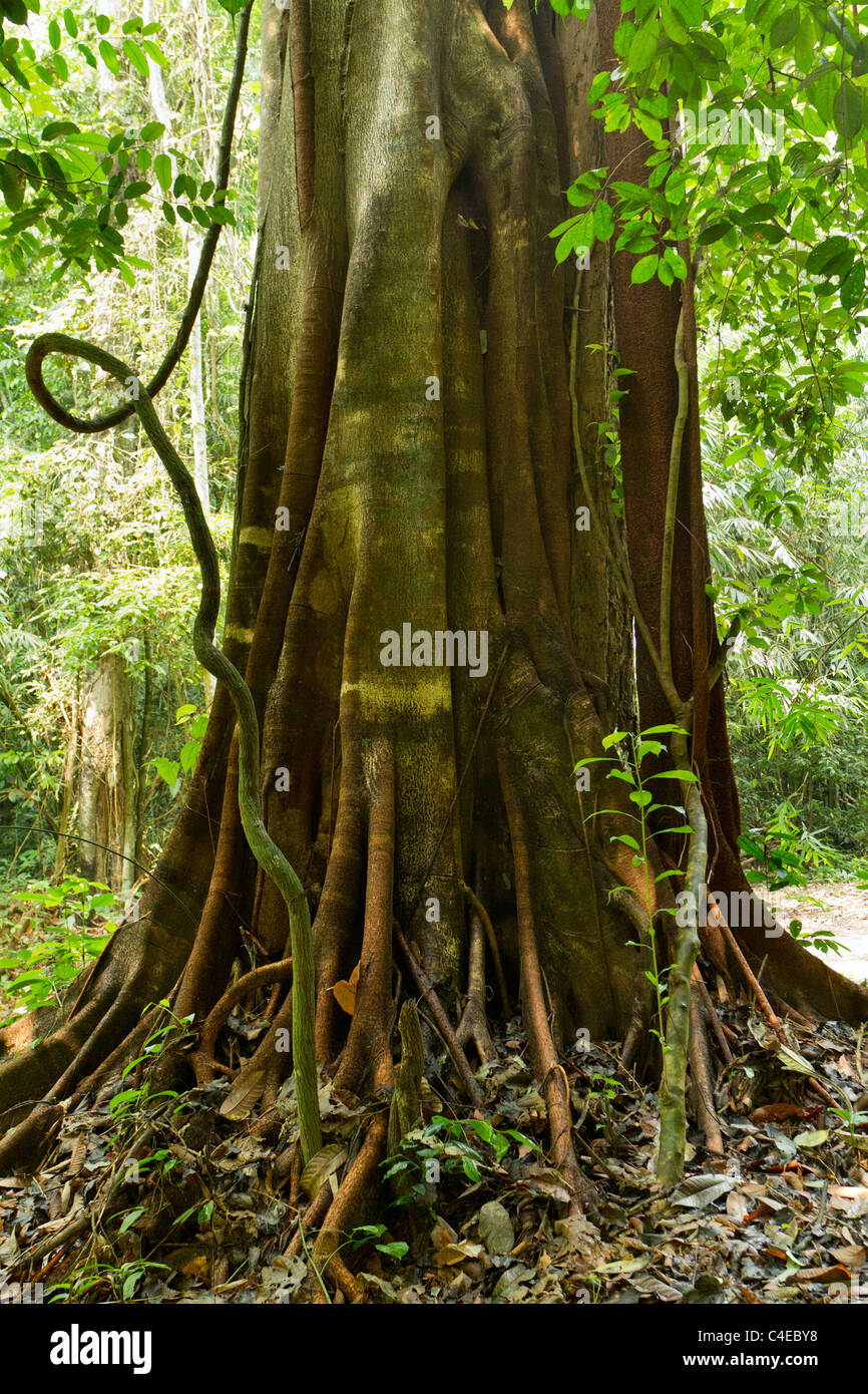 Big tree rainforest asia hi-res stock photography and images - Alamy