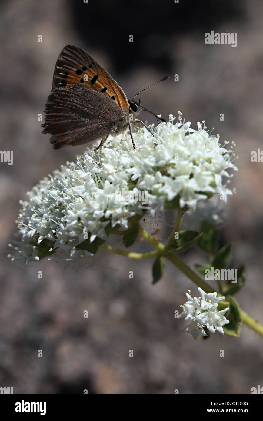 Greece butterfly hi-res stock photography and images - Alamy