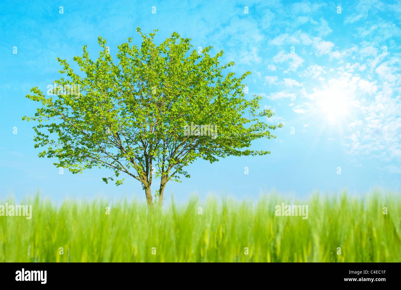 Tree and grass Stock Photo - Alamy