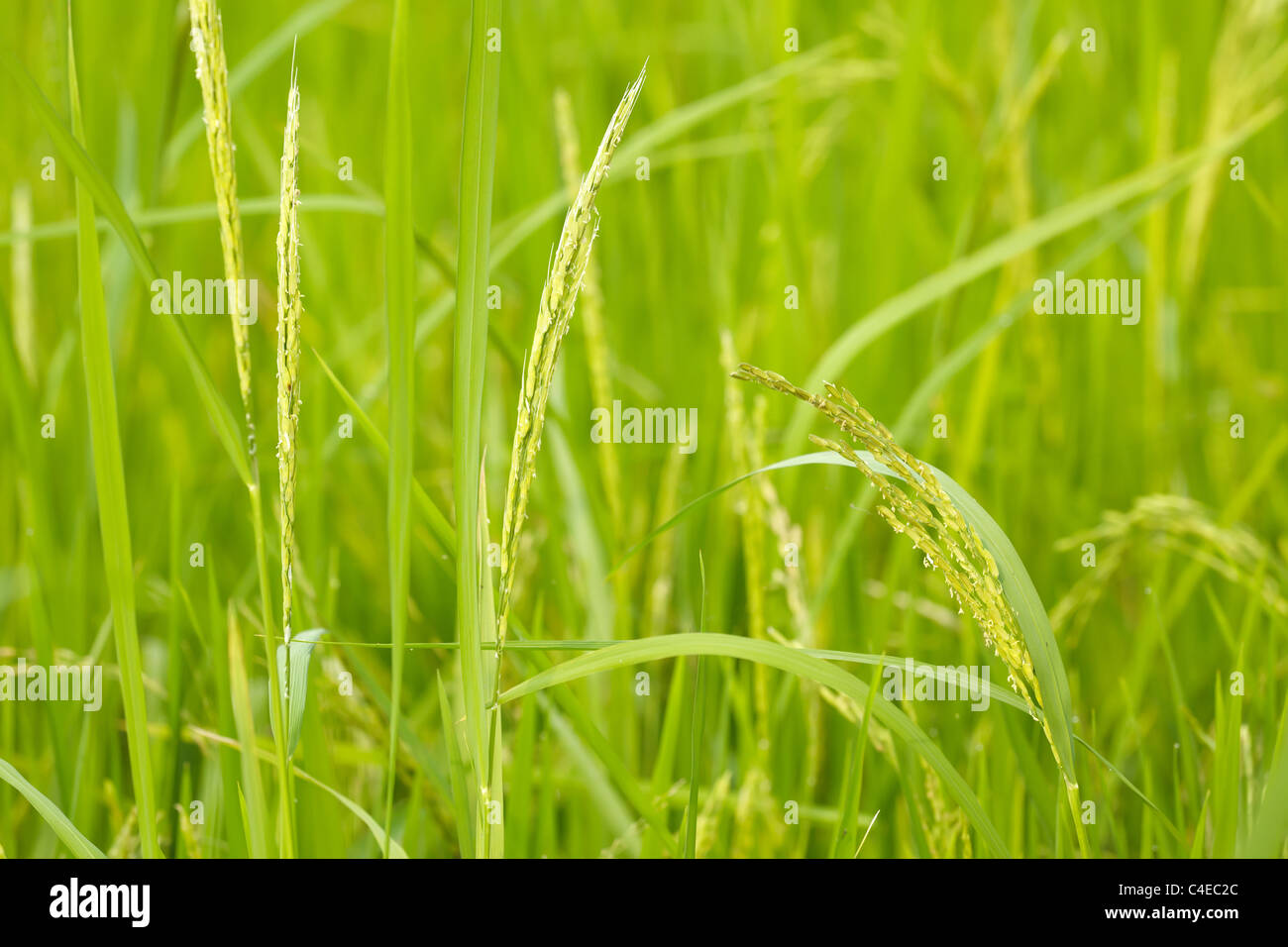 detail of paddy rice grains in thai field Stock Photo - Alamy