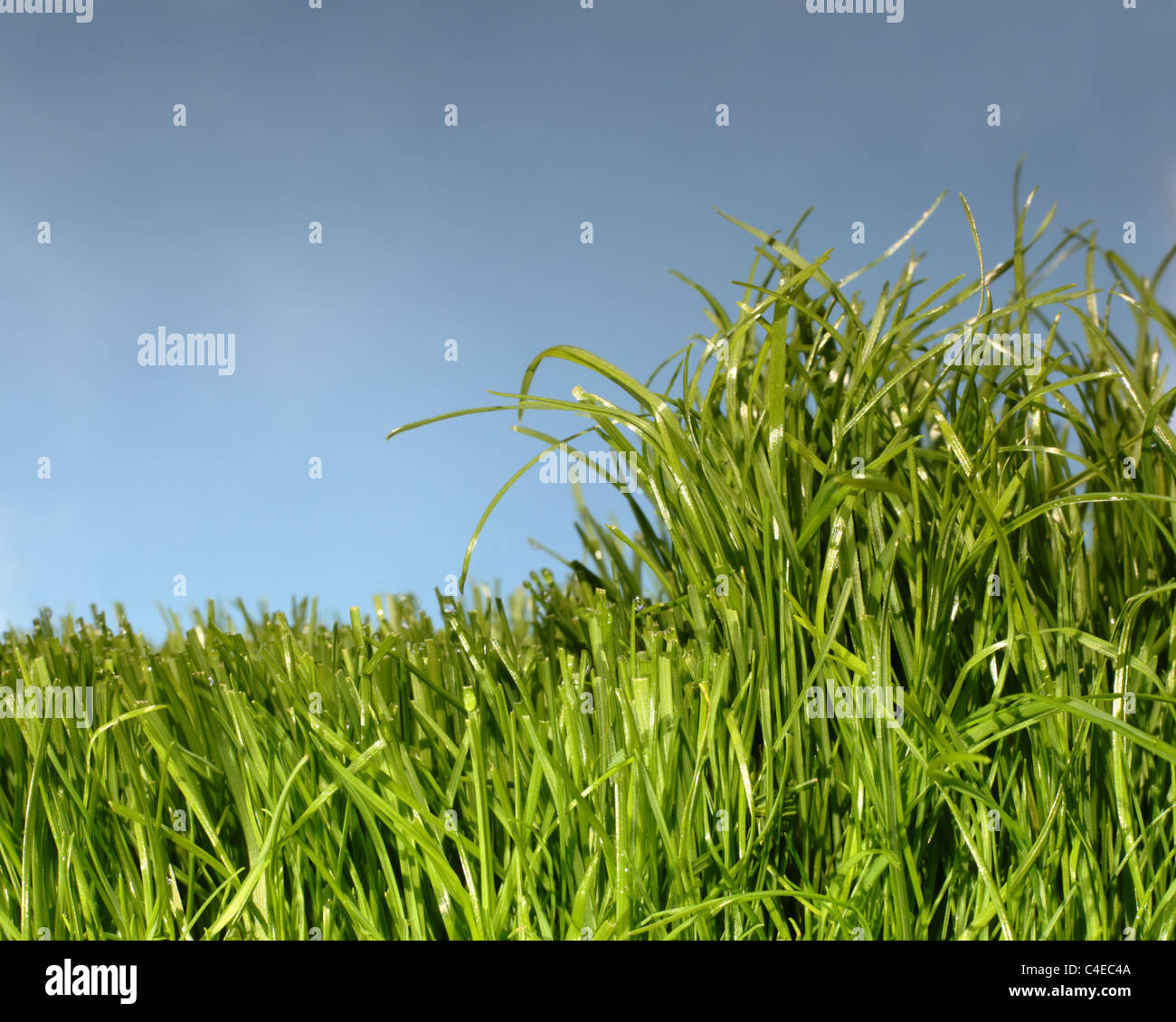 long, uncut grass and short, cut grass growing together Stock Photo - Alamy