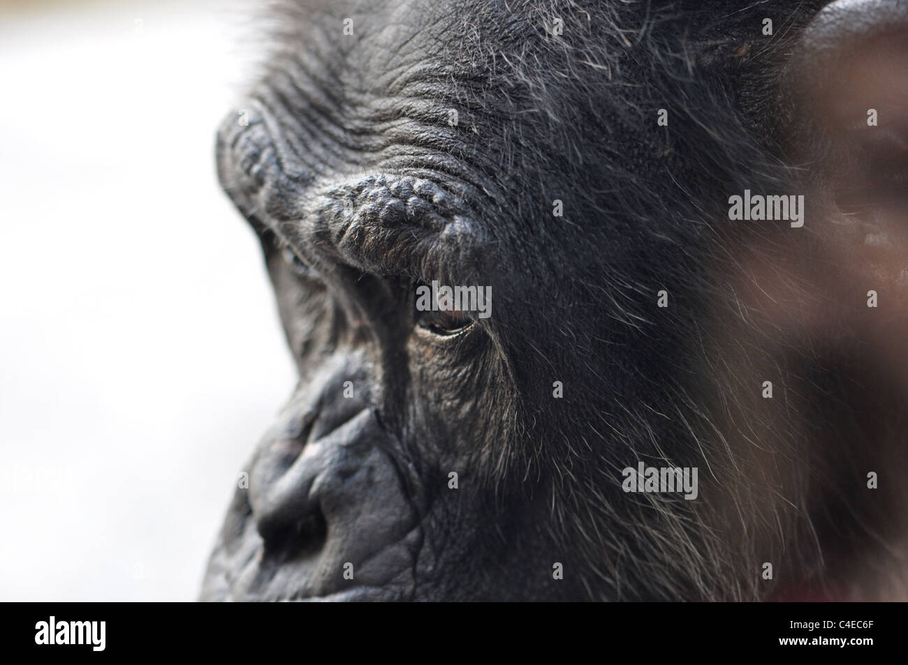 Chimpanzee profile hi-res stock photography and images - Alamy