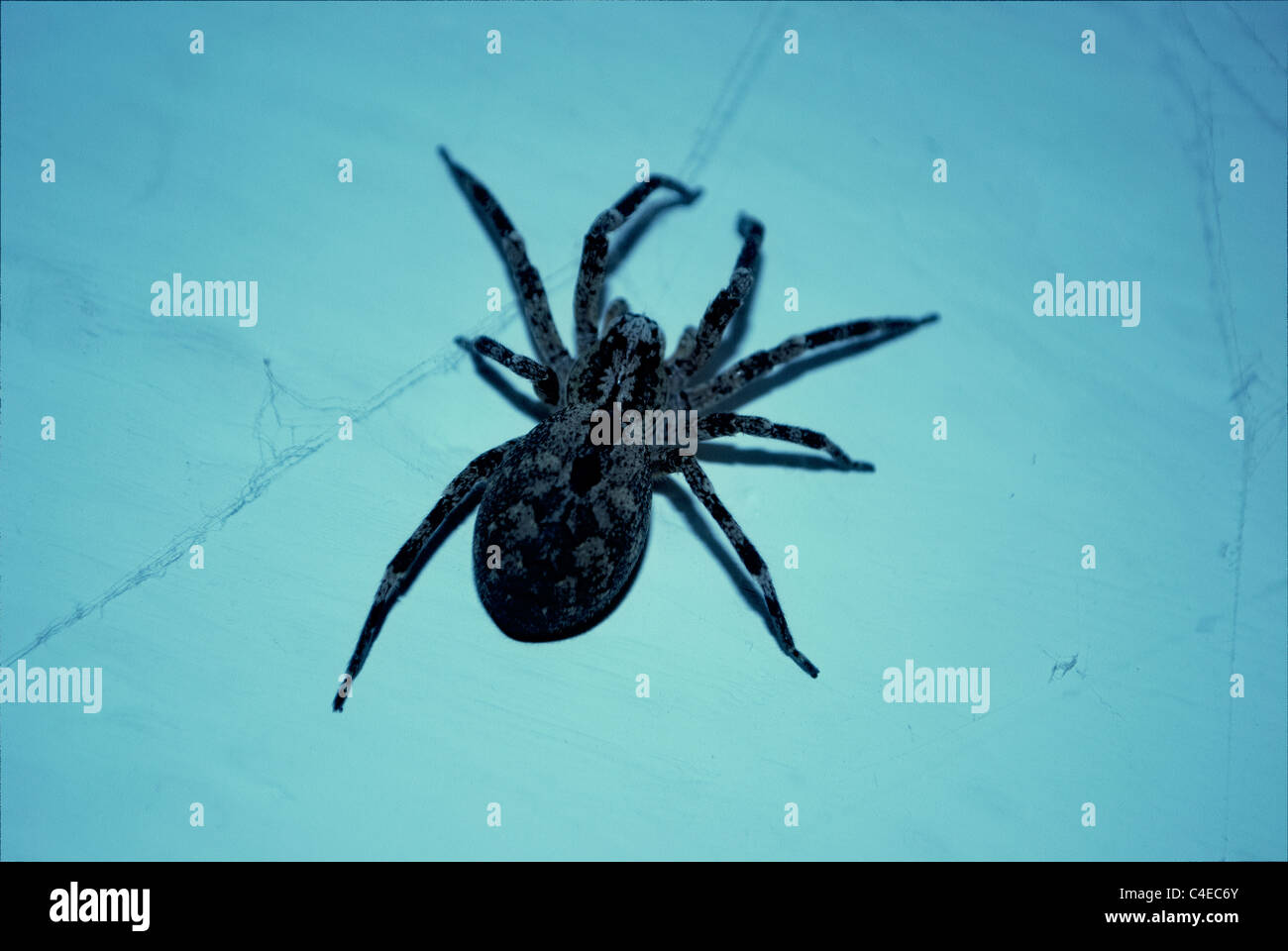 Spider joint hi-res stock photography and images - Alamy
