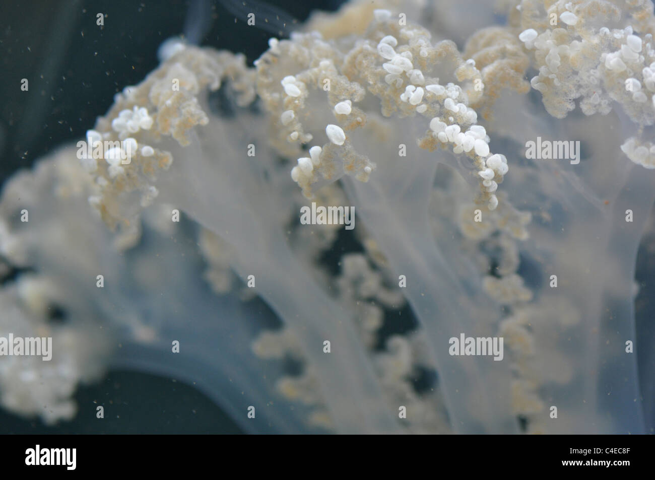 Jellyfish tentacles close up hi-res stock photography and images - Alamy