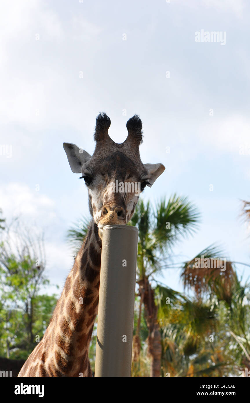 Top of a tall pole hi-res stock photography and images - Alamy