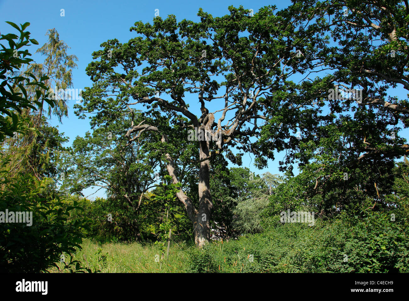 Beacon hill park hi-res stock photography and images - Alamy