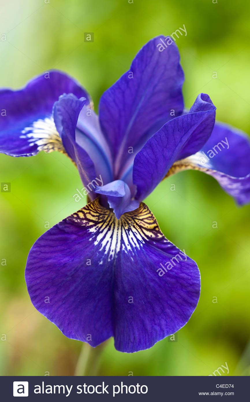 Bog Garden Stock Photos & Bog Garden Stock Images - Alamy