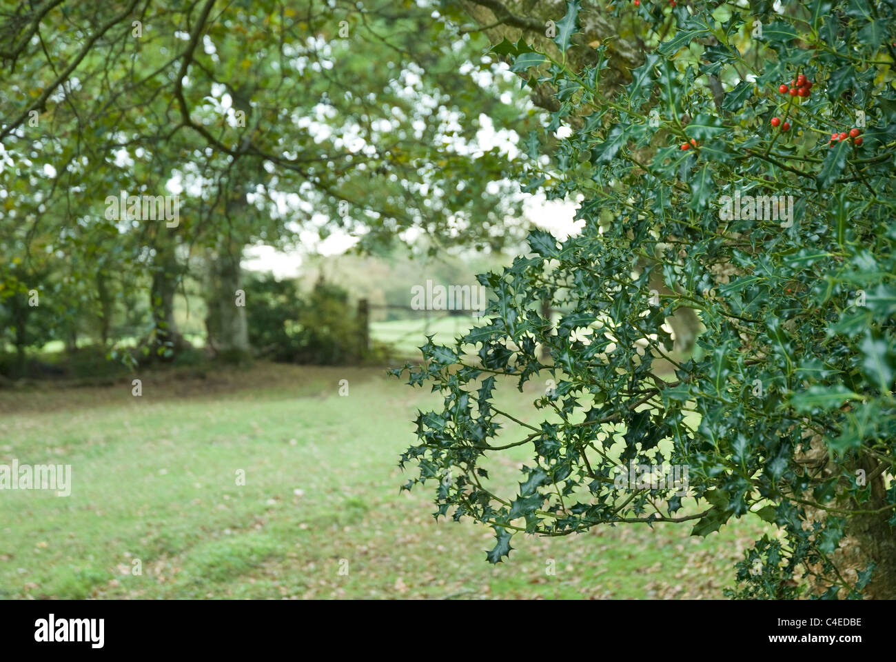 Holly bush in a field with farm gate behind Stock Photo - Alamy