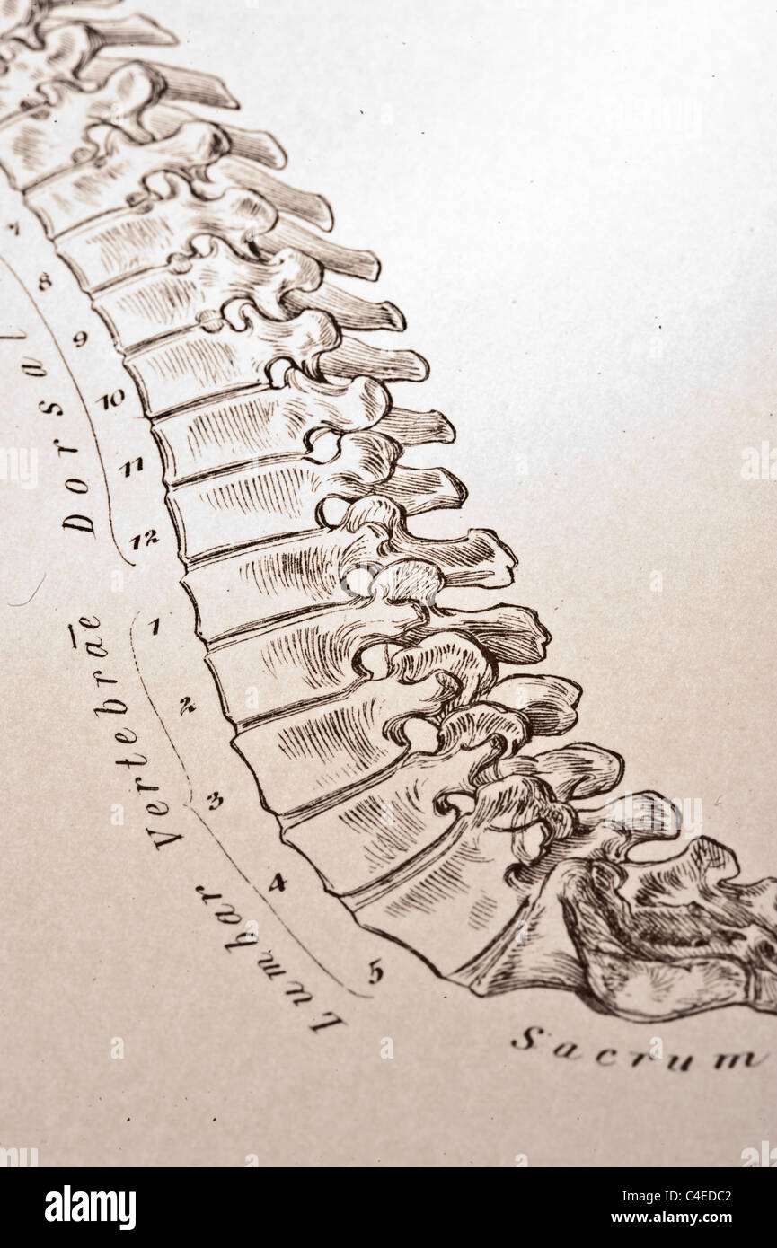 Illustration of the Human Spine copyright 1882 Stock Photo - Alamy