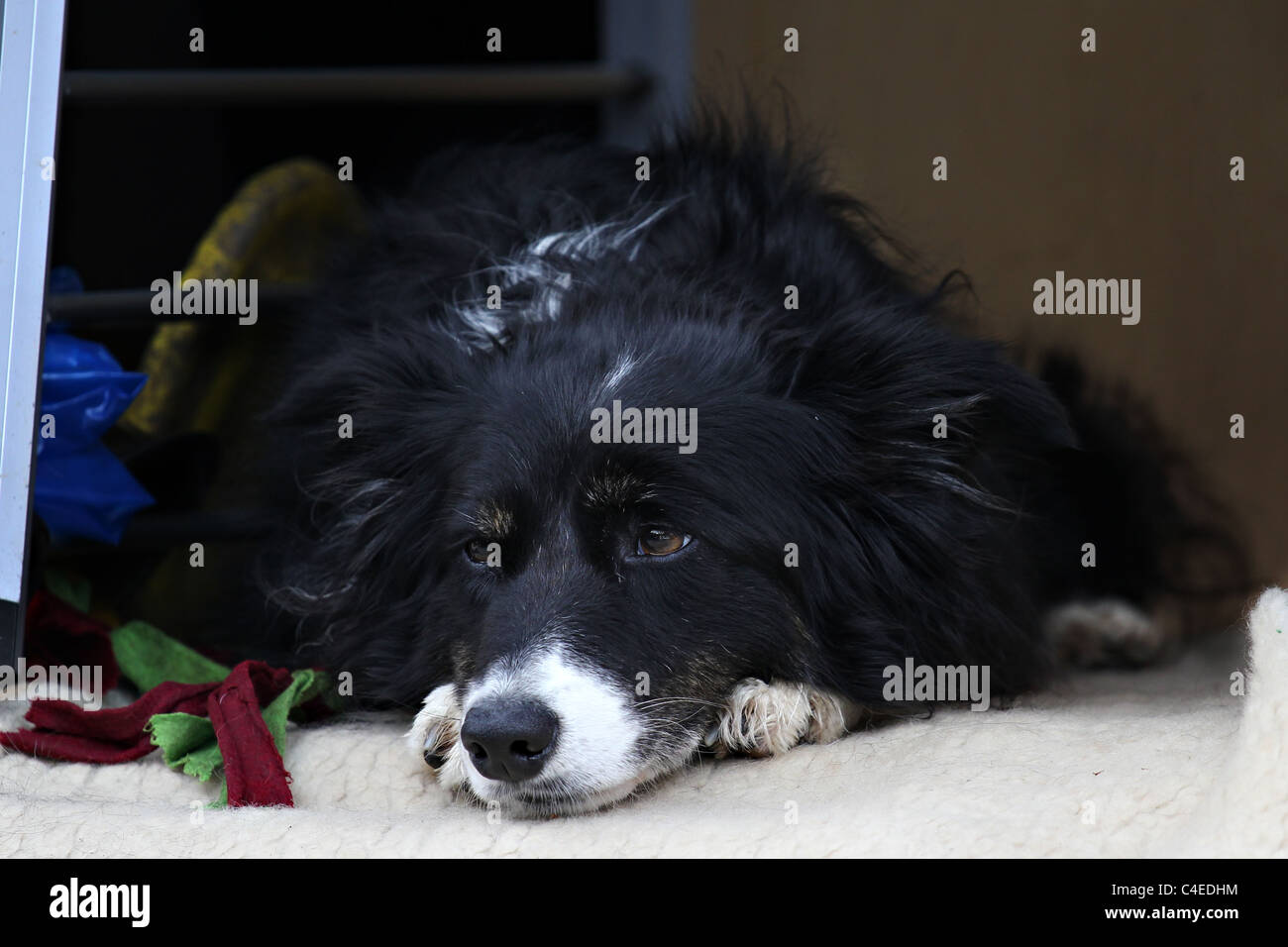 Sad and tired border collie in car box Stock Photo - Alamy
