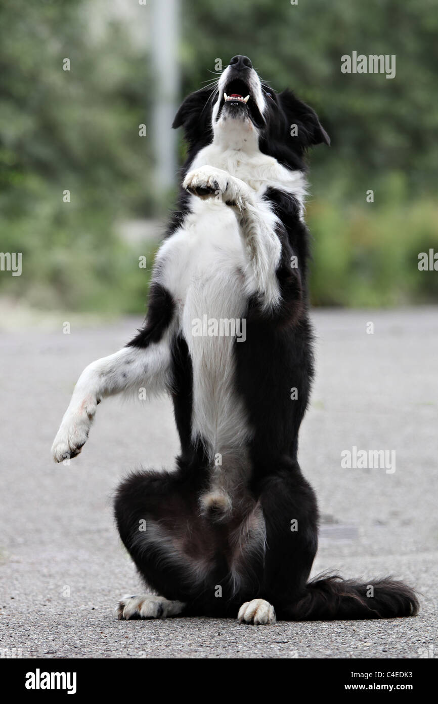 Border collie back hi-res stock photography and images - Alamy