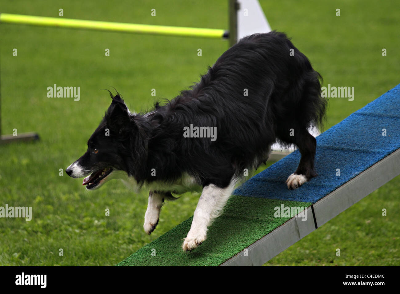 Border collie running in an agility parcour Stock Photo - Alamy