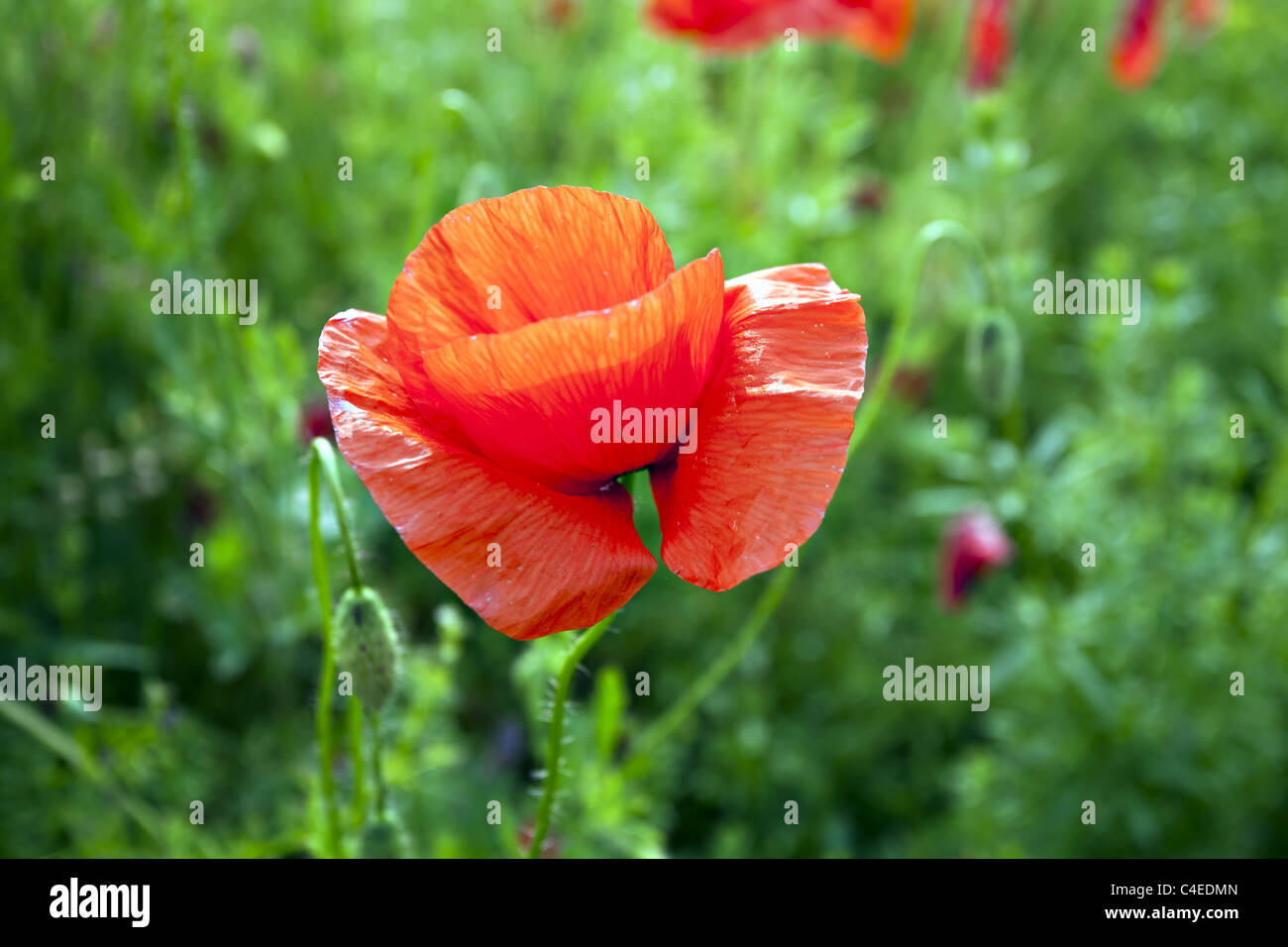 Red poppy plants in nature Stock Photo - Alamy