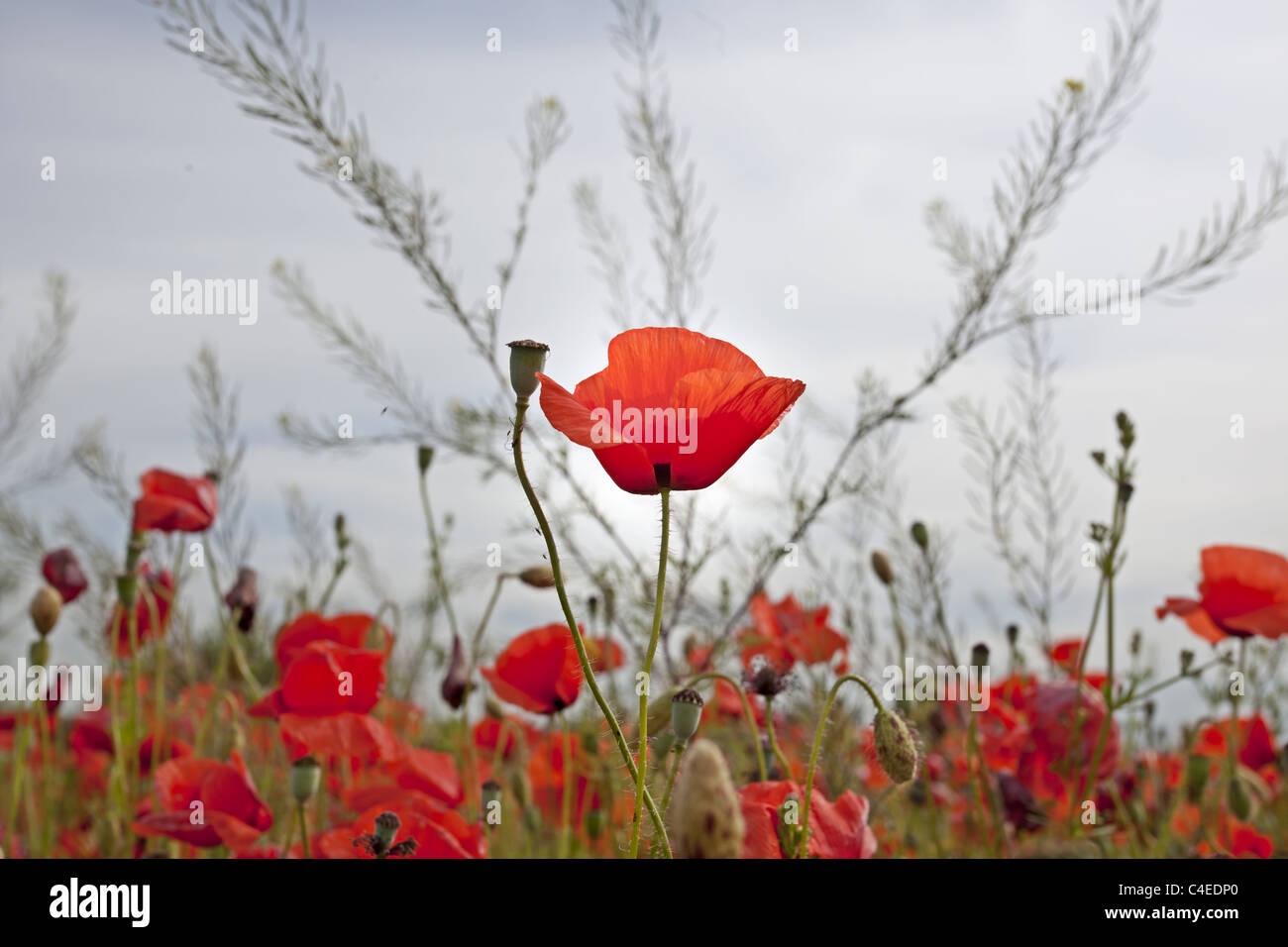 Red poppy plants in nature Stock Photo - Alamy