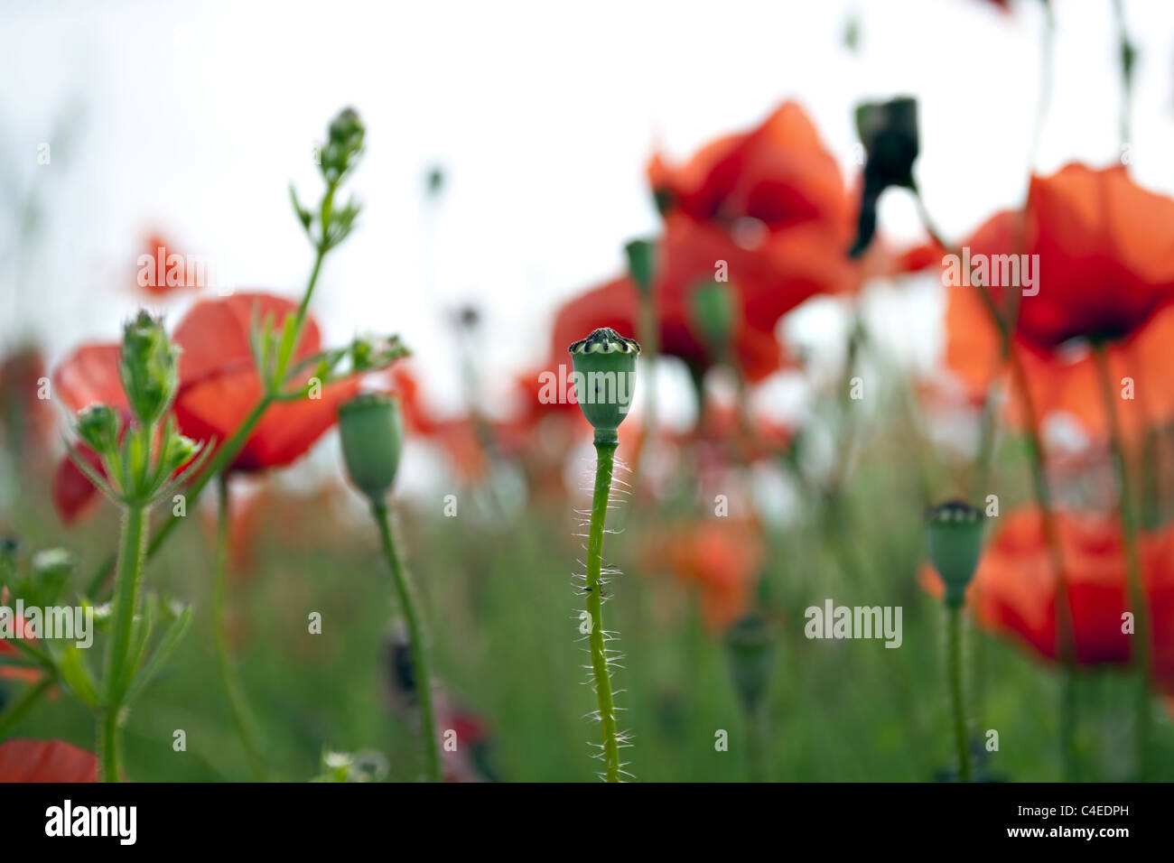 Red poppy plants in nature Stock Photo - Alamy