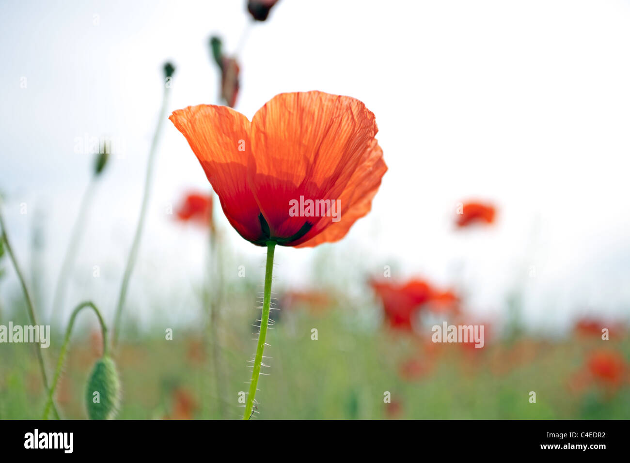 Red poppy plants in nature Stock Photo - Alamy