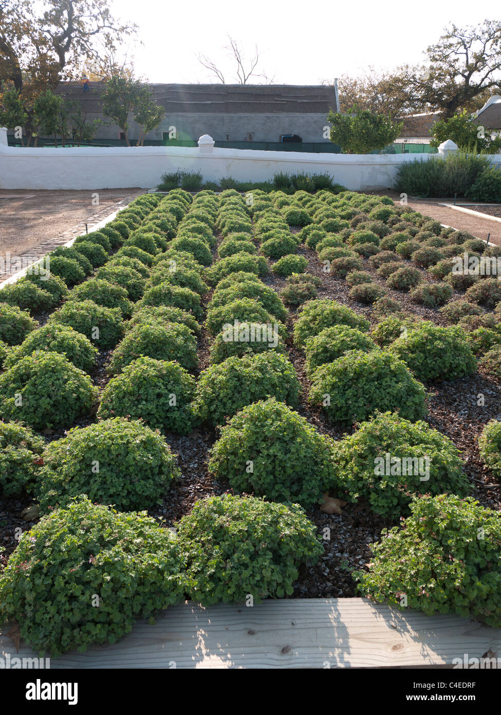 Tussocks of herb Stock Photo - Alamy