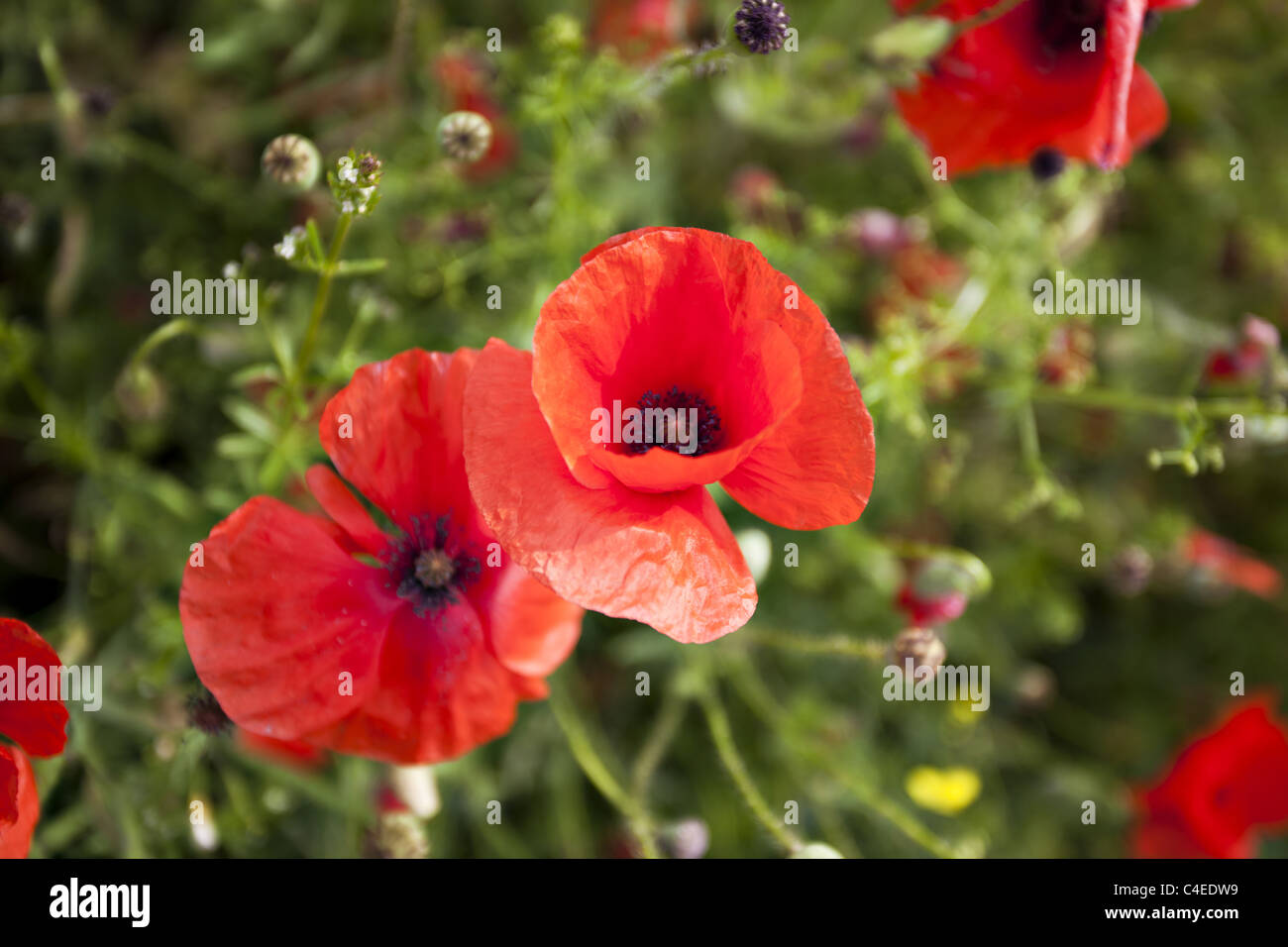 Red poppy plants in nature Stock Photo - Alamy