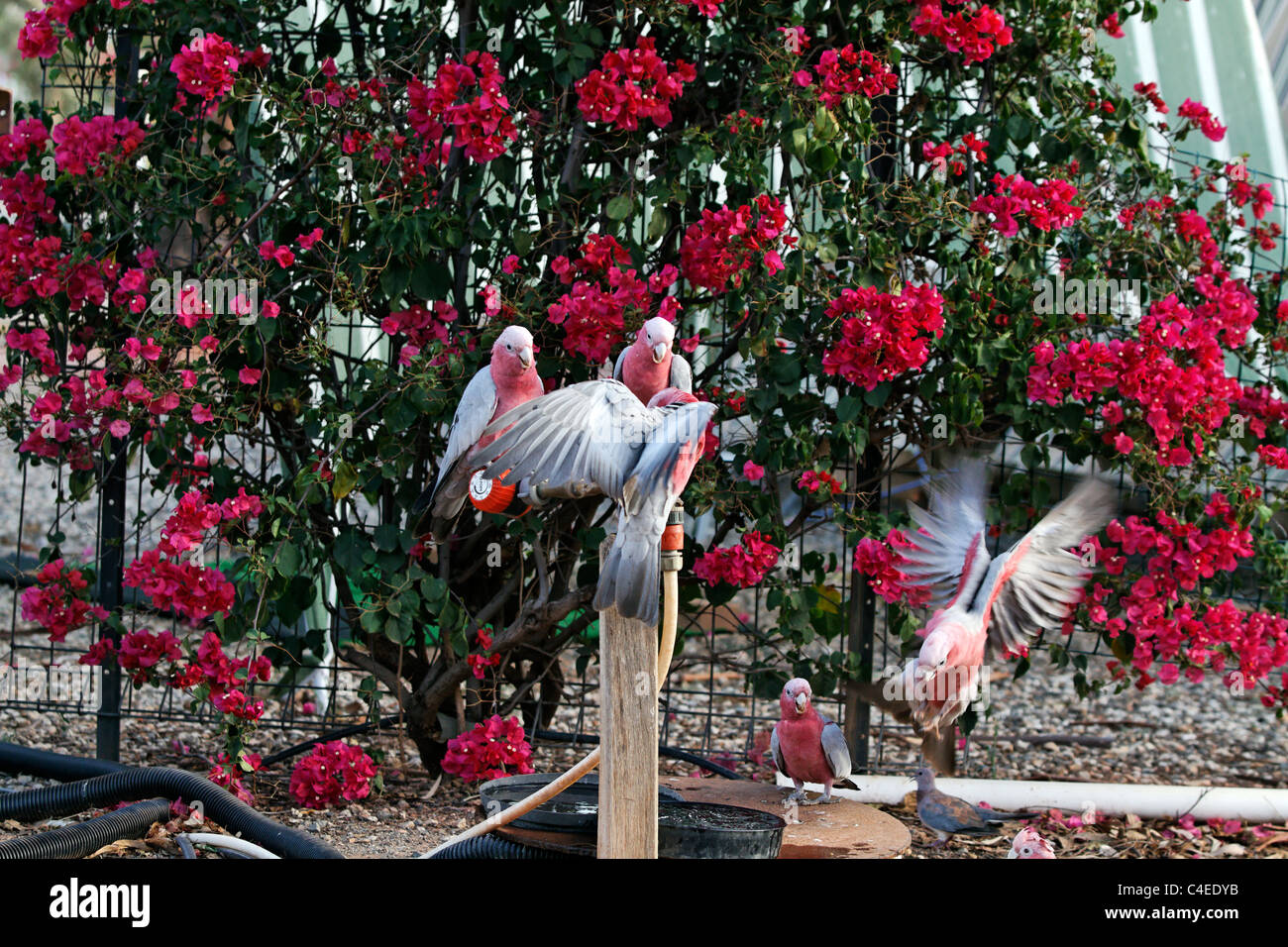 Eulophus hi-res stock photography and images - Alamy