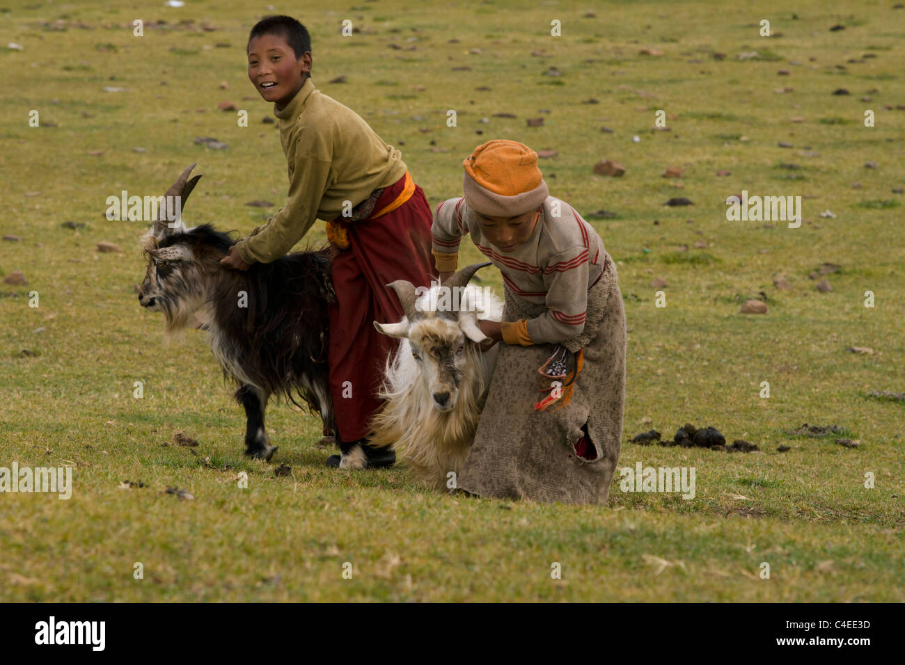 Goat horse yak herd grassland tibetan tibet nomad khampa sichuan hi-res ...