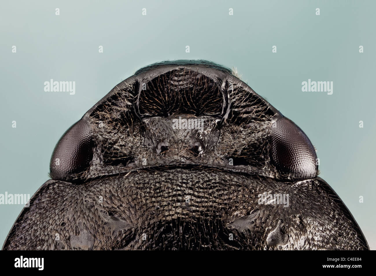 Cercopis intermedia or froghopper hi-res stock photography and images ...