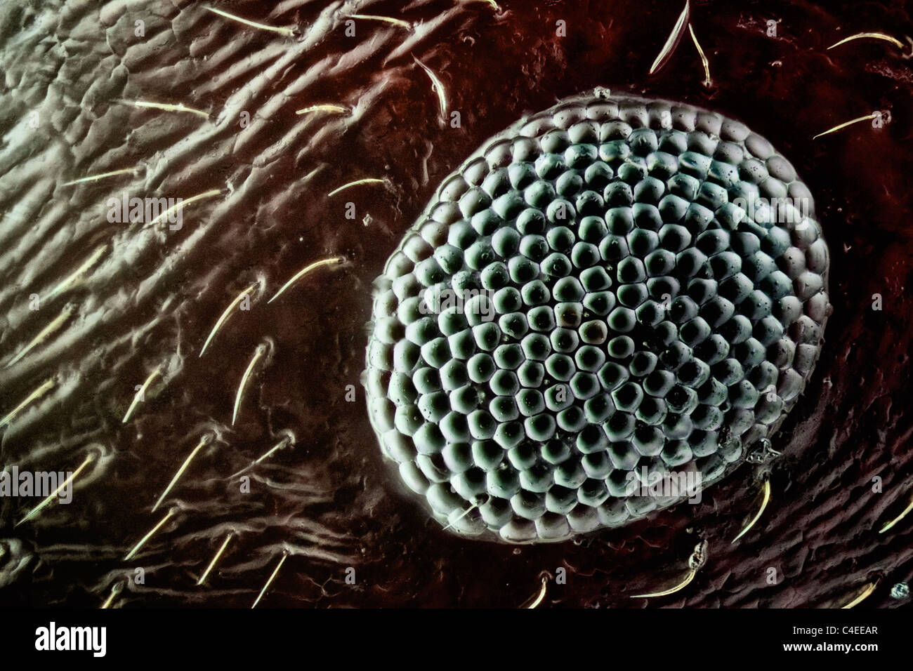 Close up of an ant compound eye; texture of the ommatidium can be ...